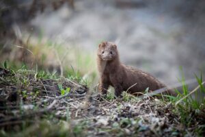 Visón americano, la frustrante lucha contra un invasor mucho más ...