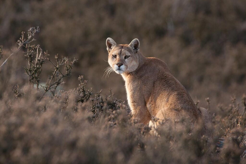En la mira: puma concolor | Ladera Sur