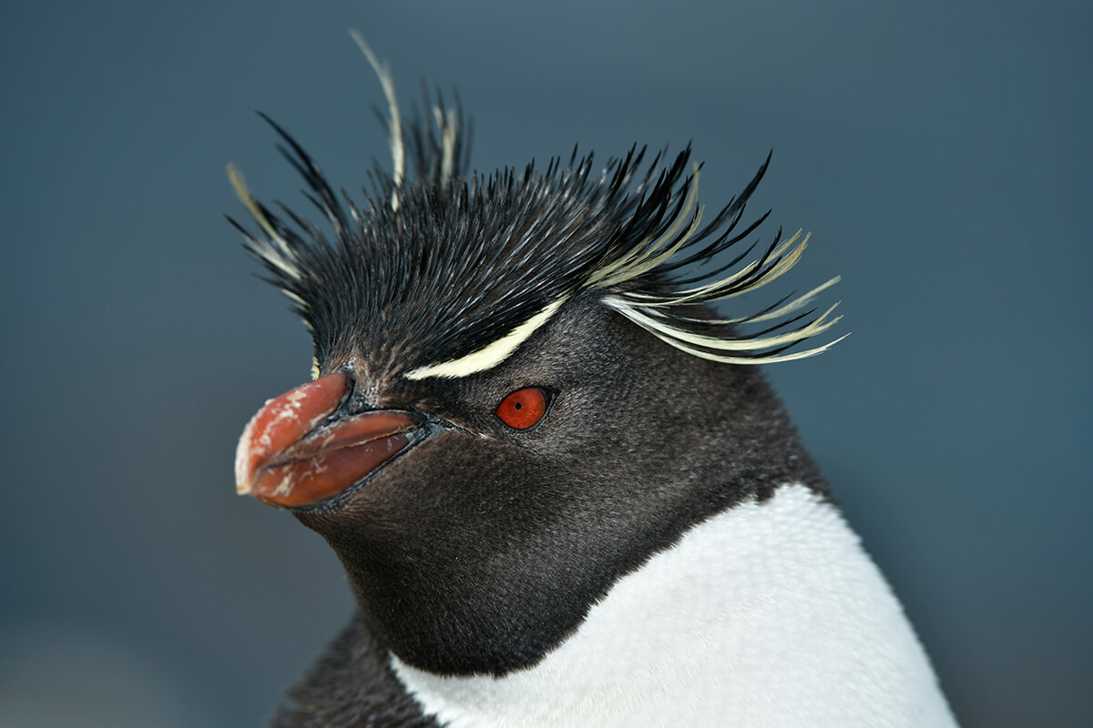 Islas Falkland ©Guy Wenborne | Ladera Sur