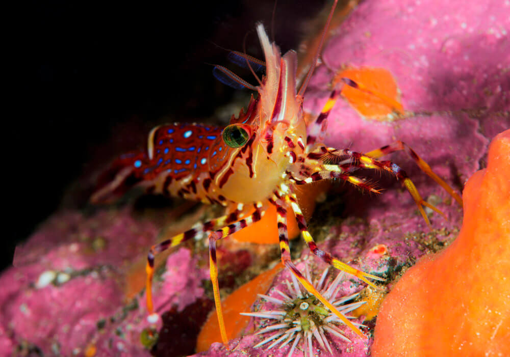 Camarón pintado (Campylonotus Vagans) ©Eduardo Sorensen/Fundacion MERI ...