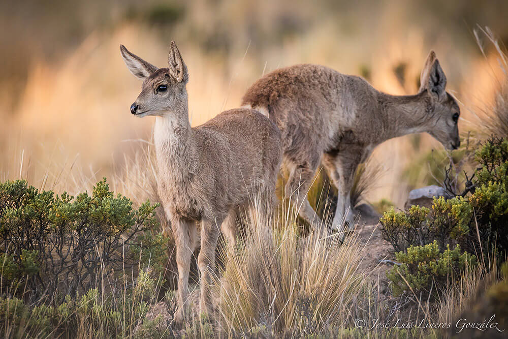 La taruka, el desprotegido huemul del norte | Ladera Sur