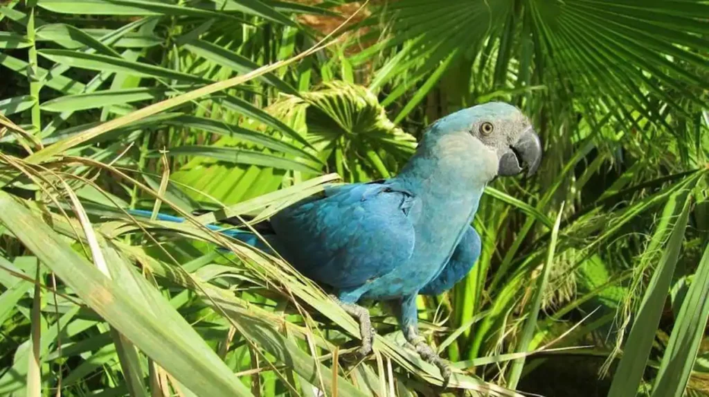 El guacamayo azul se suma a la lista de aves extintas en su hábitat ...