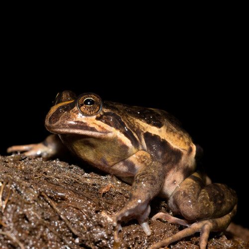 Sapo de cuatro ojos ©Pablo Garrido | Ladera Sur