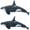 Las diferencias entre la orca común y la de tipo D ©Uko Gorter | Ladera Sur