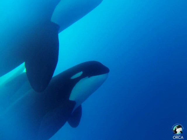 ©Proyecto Orca | Ladera Sur