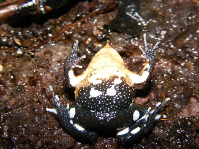 Aspecto ventral ranita de Darwin. ©Claudio Azat | Ladera Sur