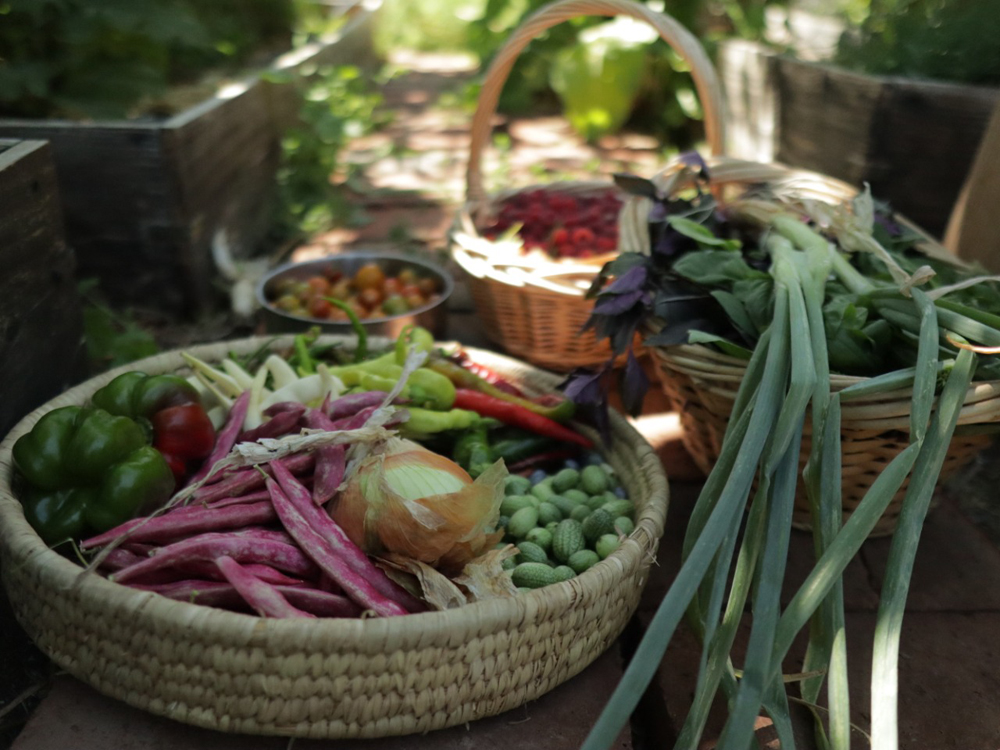 Winifrede Walbaum cosecha 3 | Ladera Sur