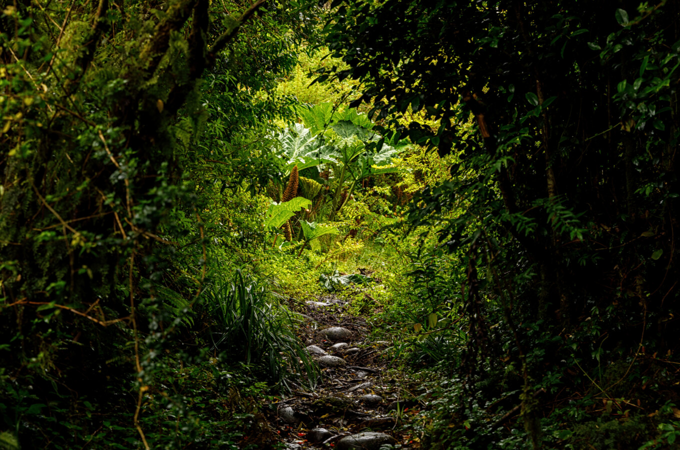 Evelyn Pfeiffer / WWF Chile | Ladera Sur