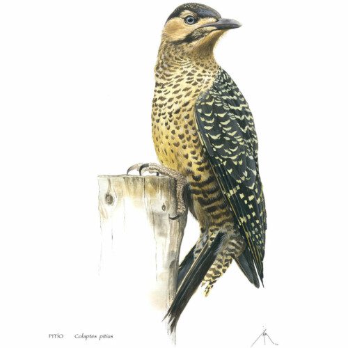 El Pitío (Colaptes pitius) es otra de las especies que aparece en el ...