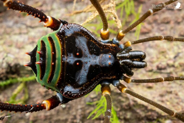 Opiliones de Chile: algunos datos sobre estos desconocidos e ...