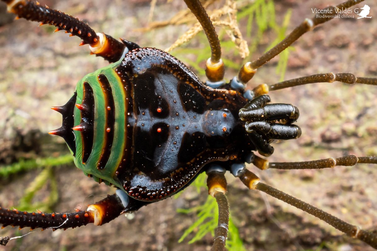 Opiliones de Chile: algunos datos sobre estos desconocidos e ...
