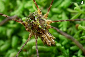 Opiliones de Chile: algunos datos sobre estos desconocidos e ...