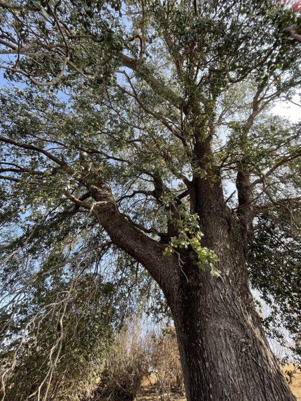 El bosque esclerófilo chileno: un ecosistema en peligro lleno de ...
