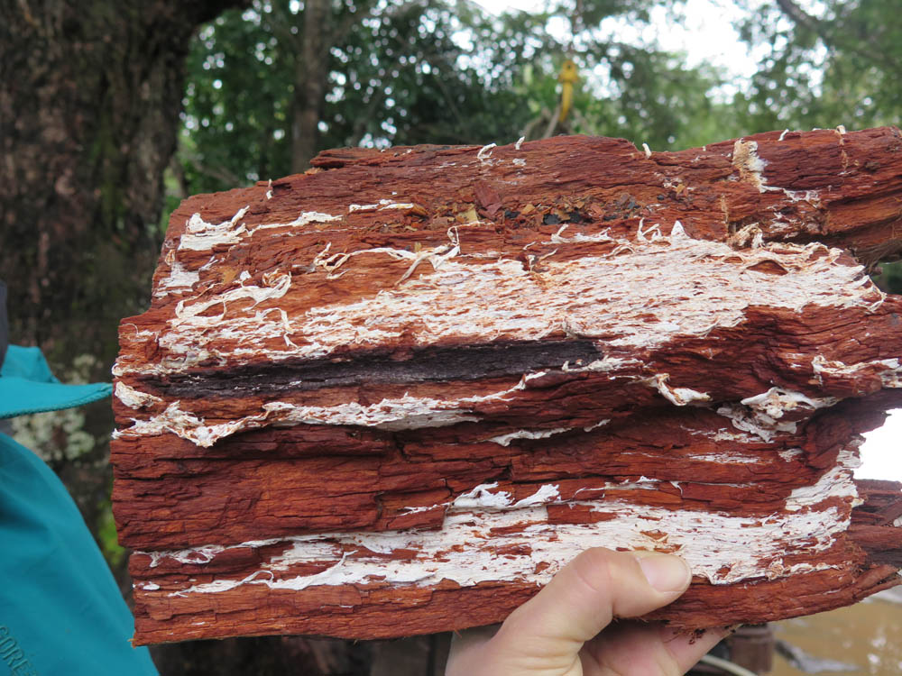 Micelio ©Fundación Fungi (2) | Ladera Sur