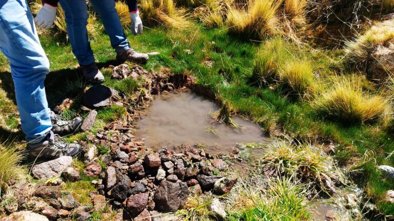 Los bofedales, ecosistemas cruciales para la vida en la estepa árida de ...