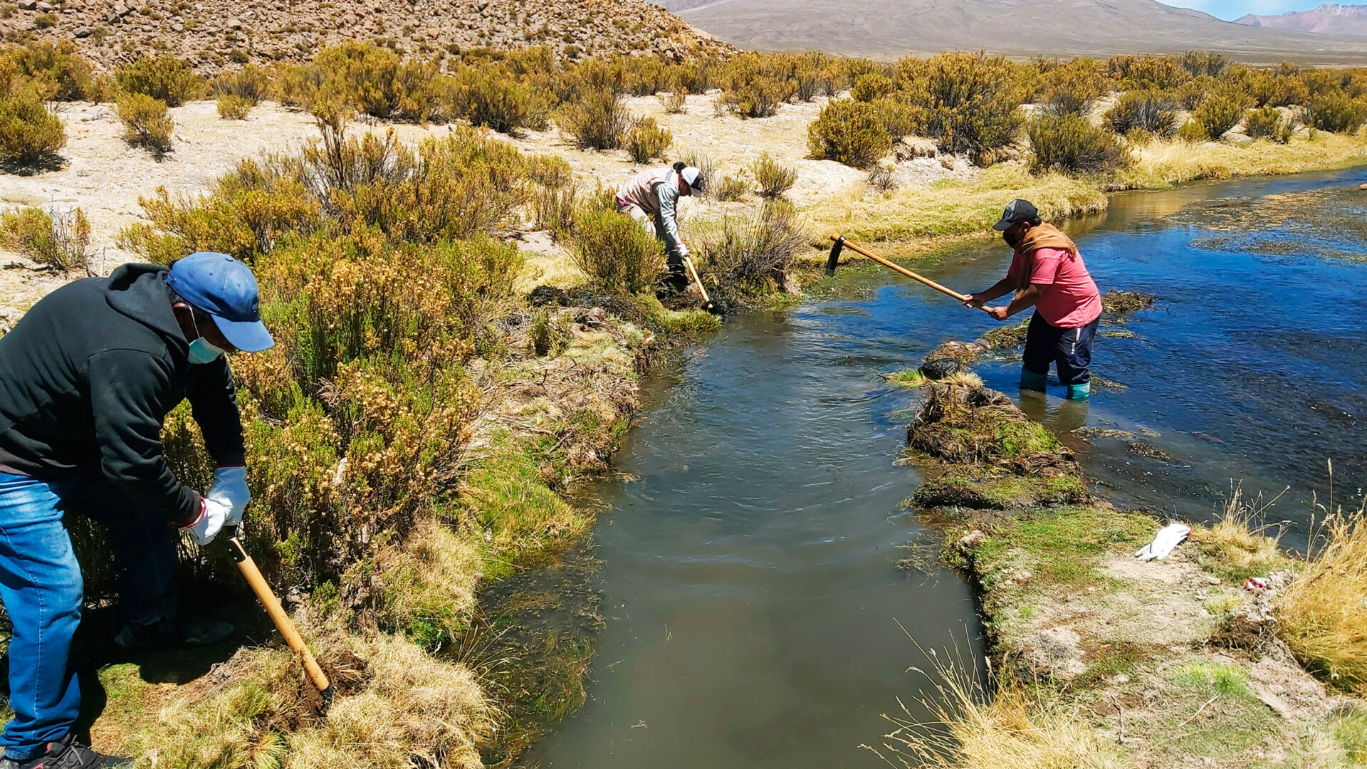 Los bofedales, ecosistemas cruciales para la vida en la estepa árida de ...