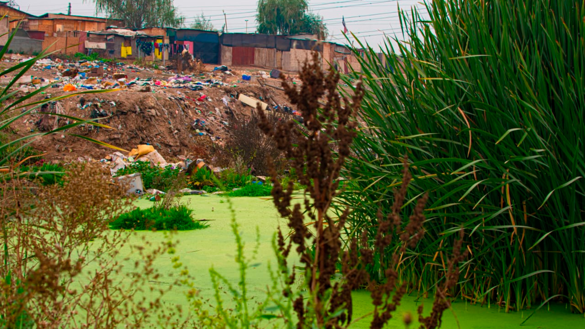 Humedales de Maipú: Los tesoros escondidos de una de las comunas más ...