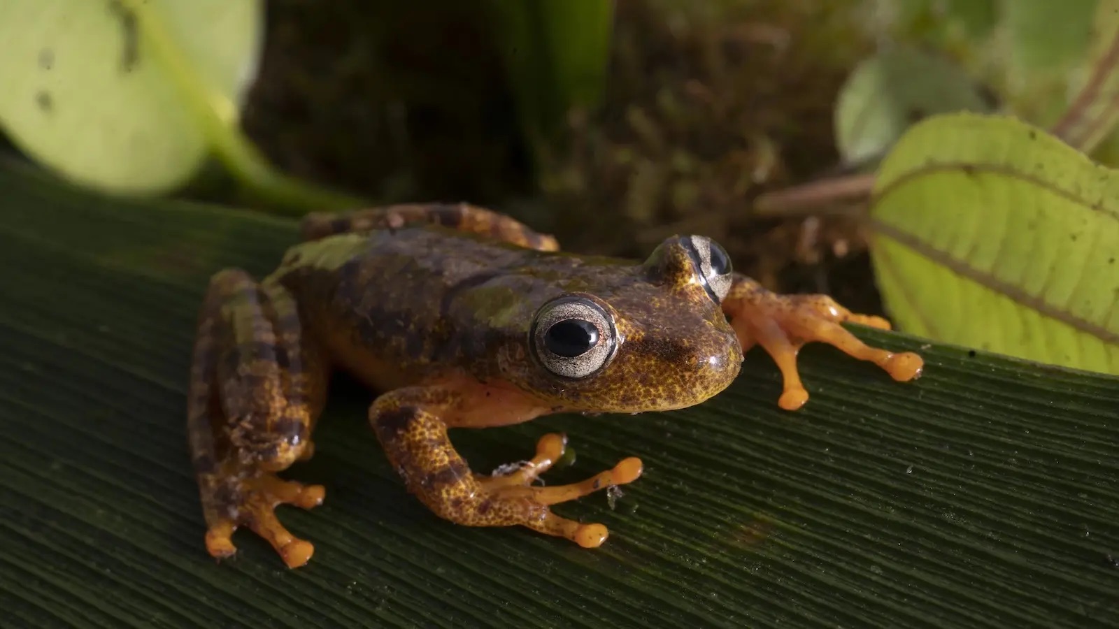 The Last Tepui, el documental que trajo a las pantallas la olvidada ...