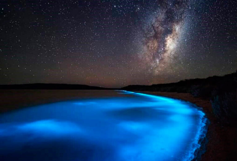 Bioluminiscencia, cuando las playas se iluminan de tonalidades ...