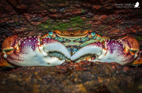 ¿Jaibas o cangrejos? Llamativos colores y tamaños de estos increíbles ...