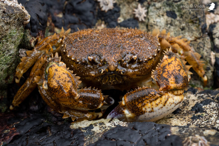 ¿Jaibas o cangrejos? Llamativos colores y tamaños de estos increíbles ...