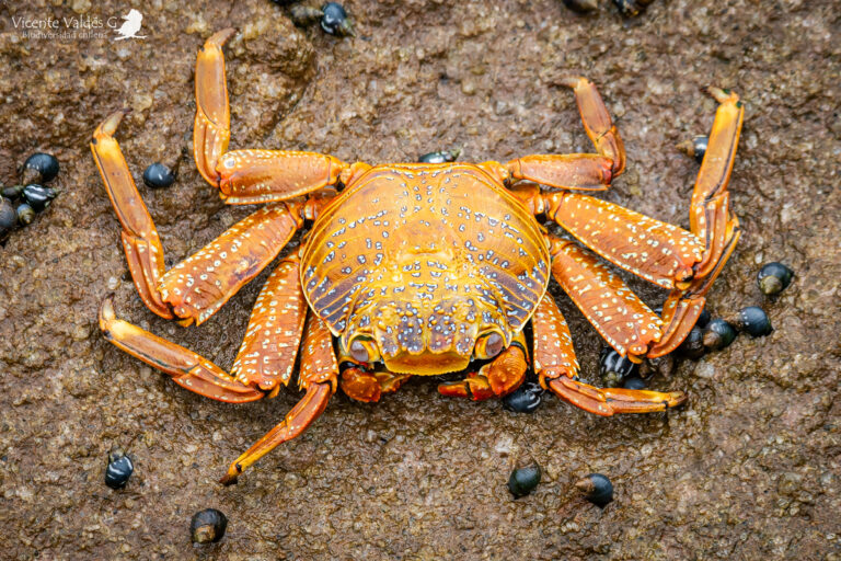 ¿Jaibas o cangrejos? Llamativos colores y tamaños de estos increíbles ...