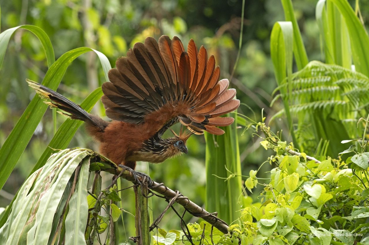 Steve Sánchez Pajarero Las Aves Nos Pueden Enseñar A Cuidar La