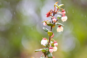 Florecimientos primaverales: 9 especies de flora nativa que deslumbran ...