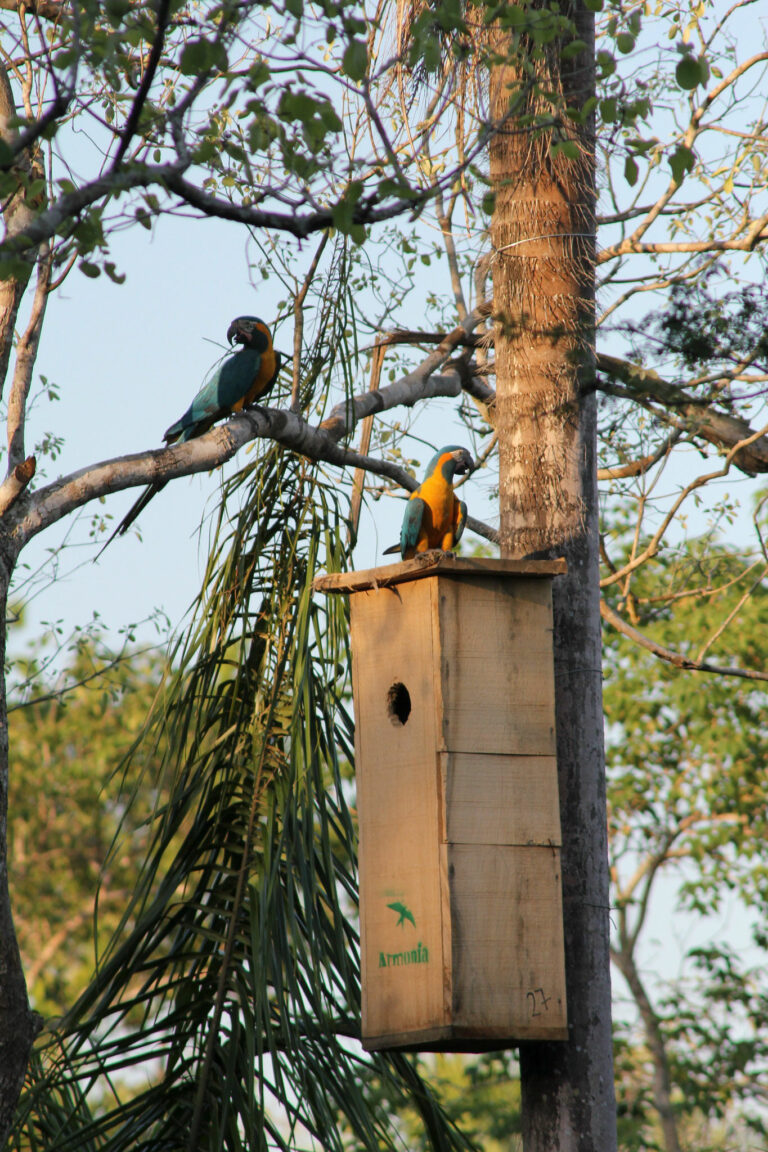 Bolivia: Crece la esperanza de salvar a la paraba barba azul, especie ...