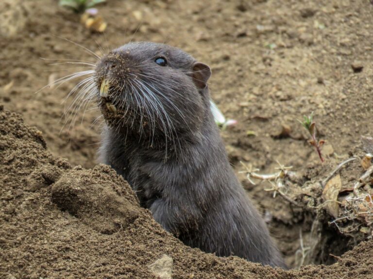 Celebramos el Día de la Fauna Chilena con 10 especies únicas del país ...