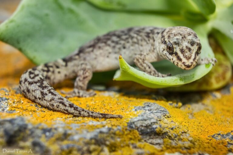 Celebramos el Día de la Fauna Chilena con 10 especies únicas del país ...