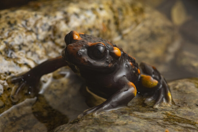 Celebramos el Día de la Fauna Chilena con 10 especies únicas del país ...