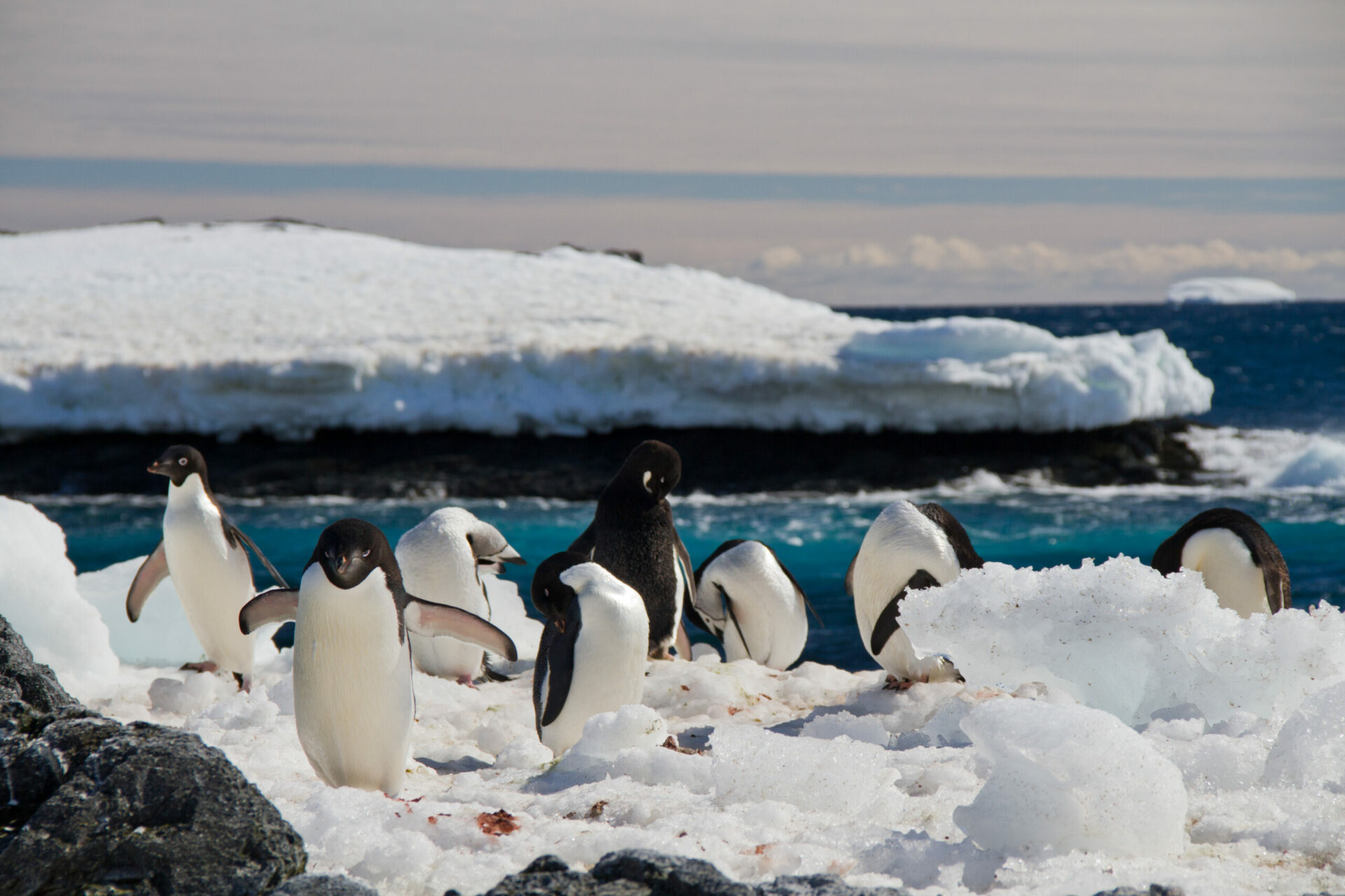 Futuro incierto: los pingüinos antárticos y su lucha por sobrevivir | Ladera Sur