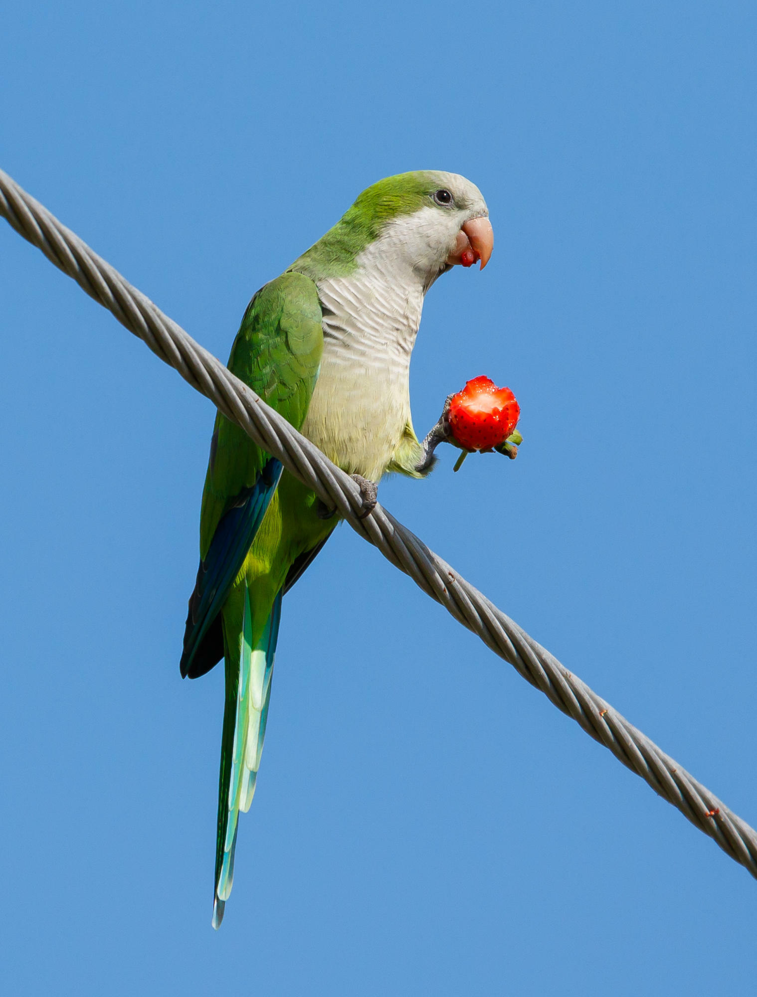Cotorra argentina: La invitada de piedra de las ciudades chilenas ...