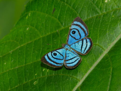 Colombia se ratifica como el país más diverso en mariposas con 3.877 ...