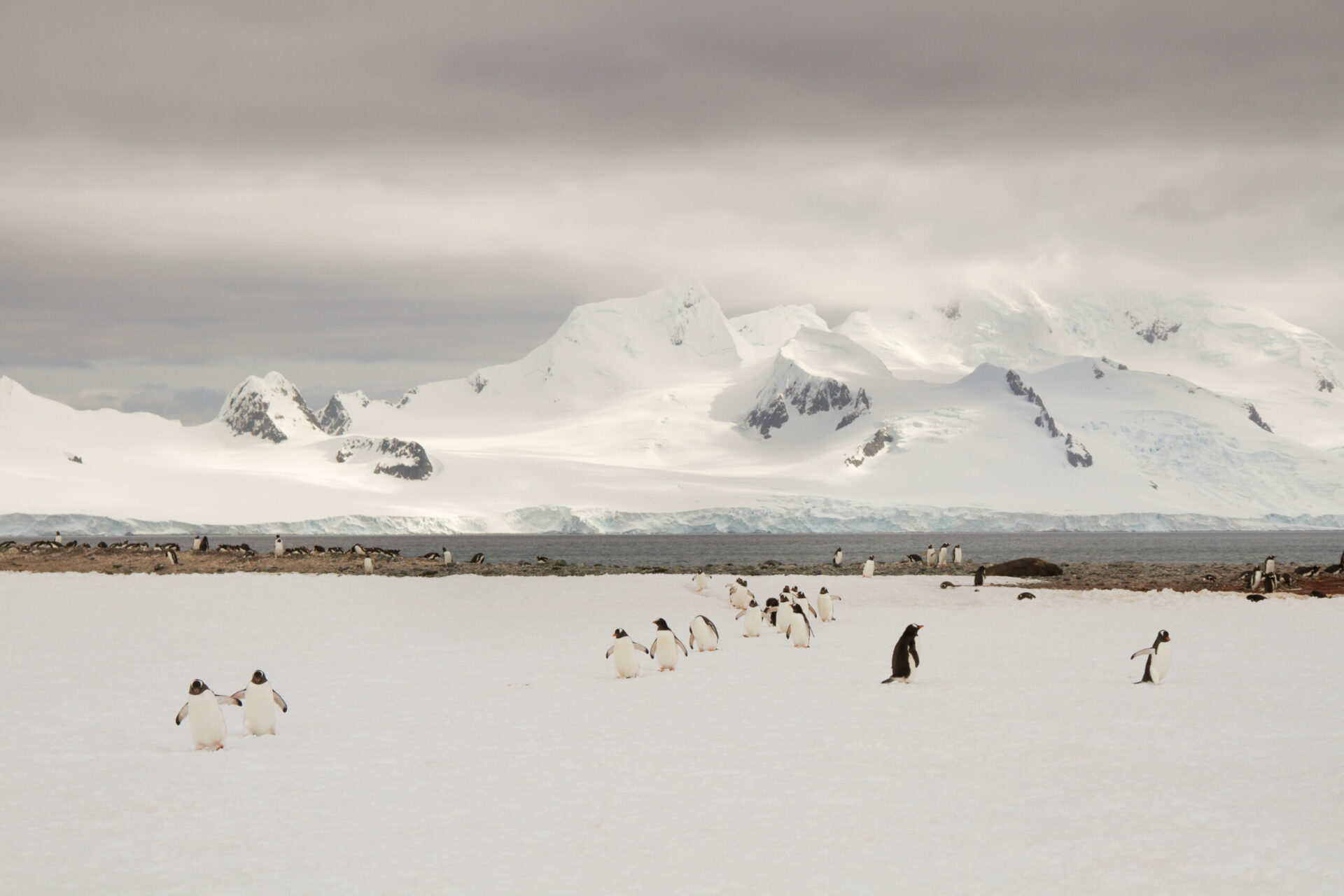 Futuro incierto: los pingüinos antárticos y su lucha por sobrevivir | Ladera Sur