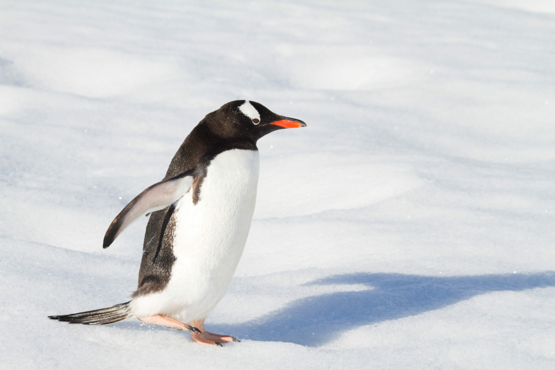 Futuro incierto: los pingüinos antárticos y su lucha por sobrevivir ...