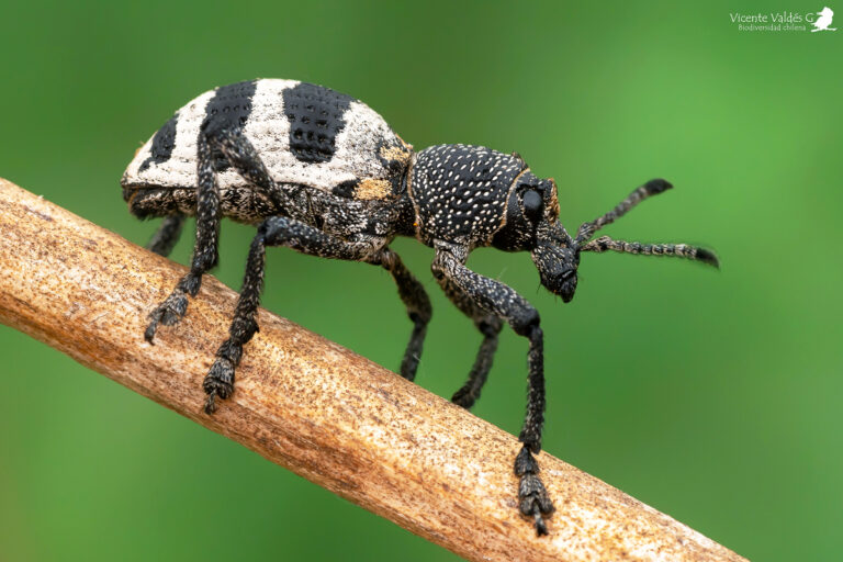 Los “burritos” de Chile, carismáticos y extravagantes escarabajos ...