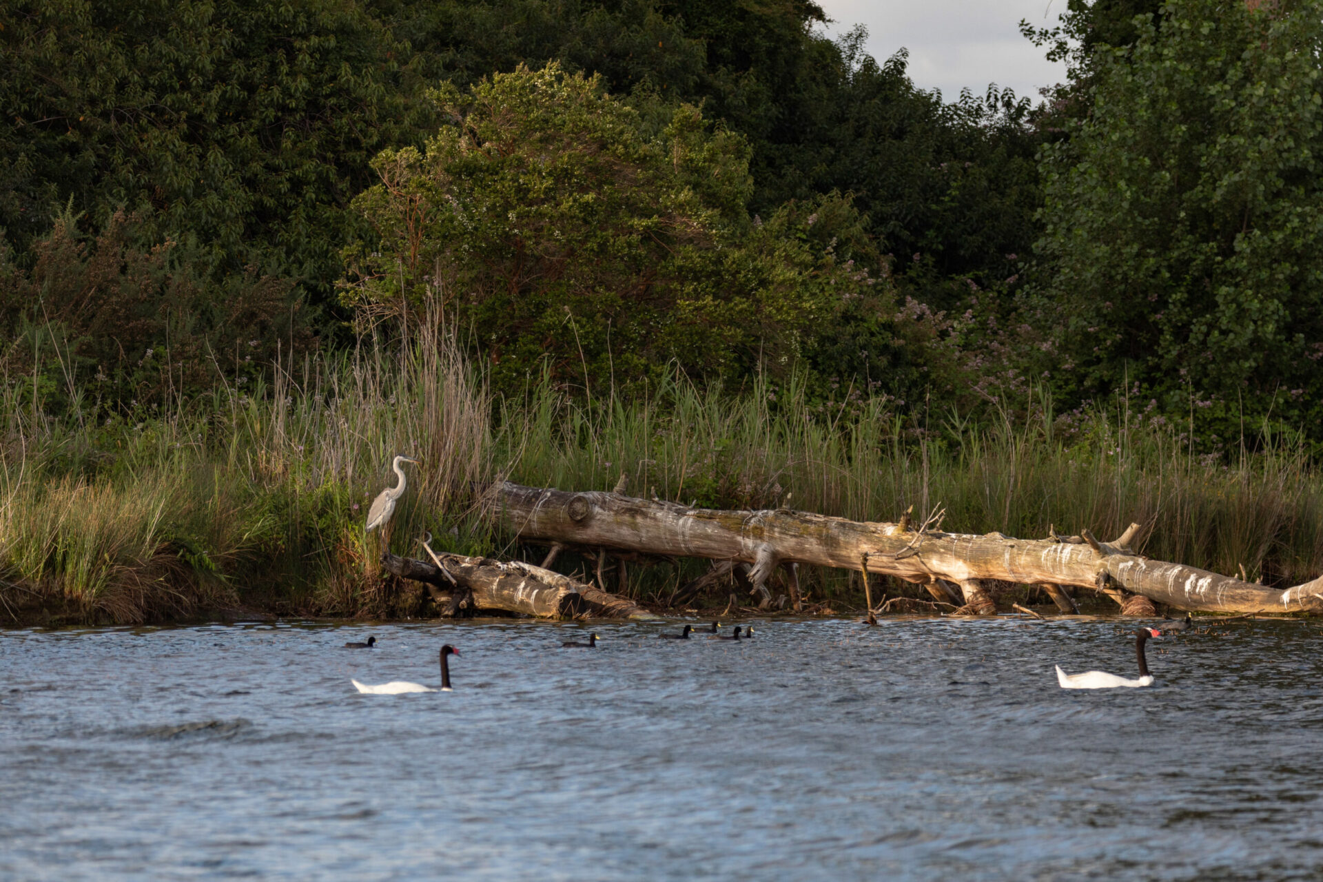 Turismo mapuche: lejos de los estigmas y cerca del corazón | Ladera Sur