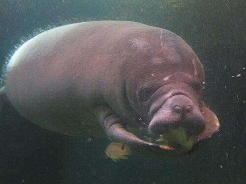 El desconocido mundo de los manatíes amazónicos: grandes fantasmas de ...