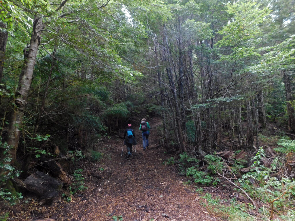 5 rutas novedosas para adentrarse a los bosques del sur de Chile ...