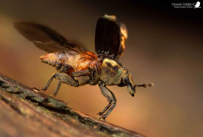 Los “burritos” de Chile, carismáticos y extravagantes escarabajos ...