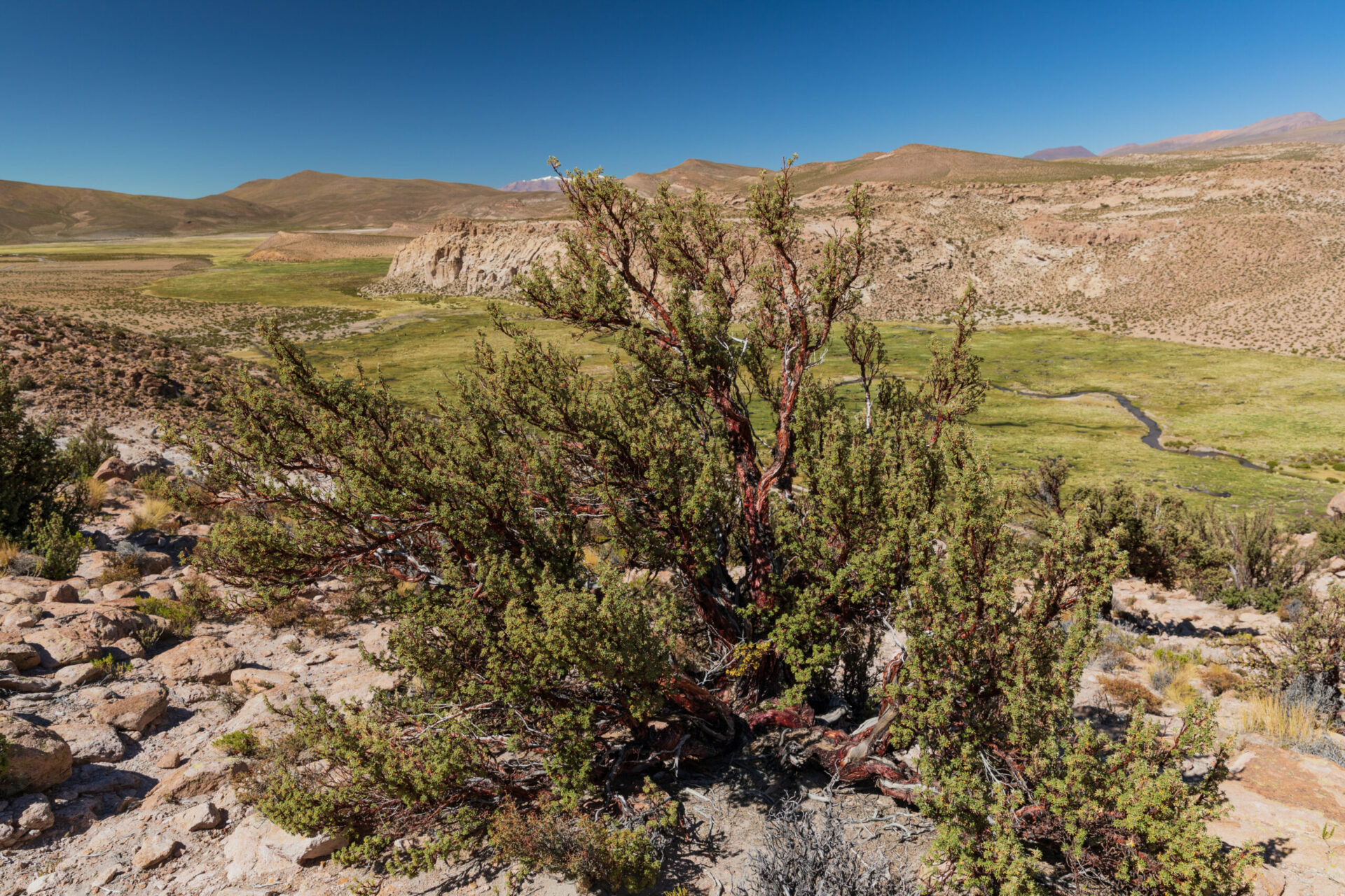 ¡Altiplano en peligro! El territorio que muchos codician y que pocos ...
