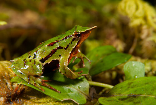 CHILE: Ranas y sapos que podemos ver y escuchar en verano | Ladera Sur