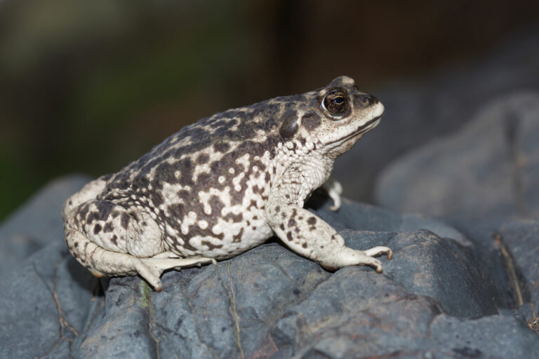 CHILE: Ranas y sapos que podemos ver y escuchar en verano | Ladera Sur