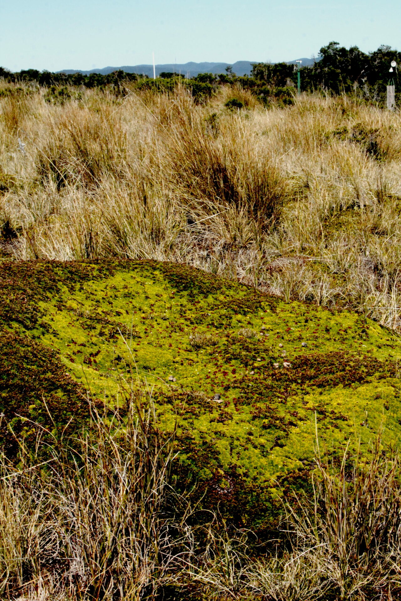 Aumento de proyectos eléctricos en Chiloé amenaza conservación de las ...