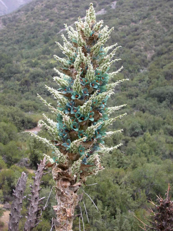 ¿Sabías que en Chile tenemos 5 jardines botánicos? Te invitamos a ...