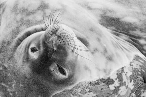 Antártica bajo el ojo del fotógrafo Jean Paul de la Harpe | Ladera Sur