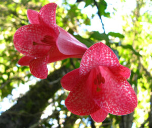 El copihue: descubriendo los secretos de la flor nacional de Chile ...