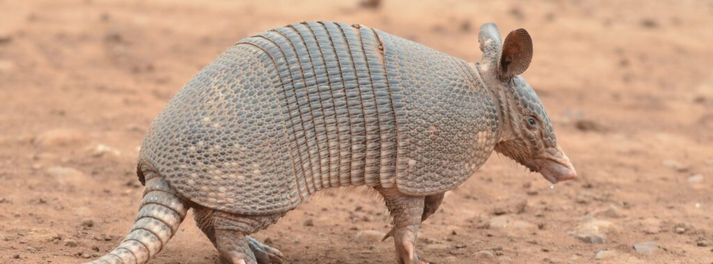Los armadillos ya tienen un plan para su conservación en Colombia | Ladera Sur